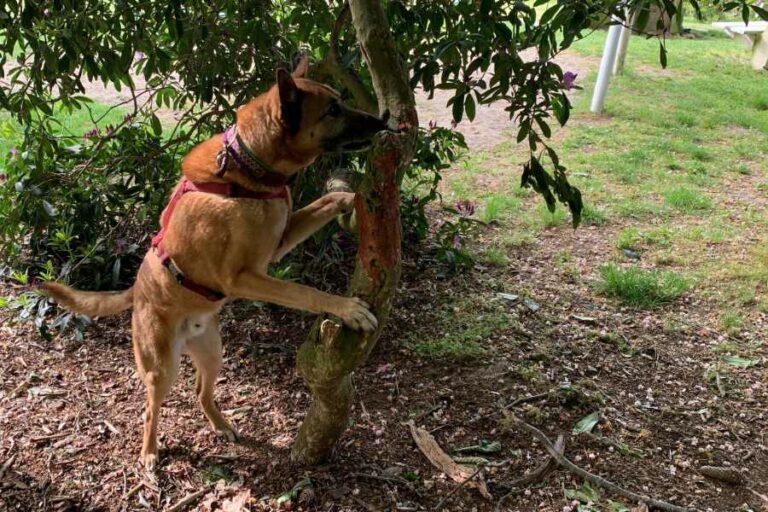 Detectie speuren met je hond | hondenschool Natural-Dogs